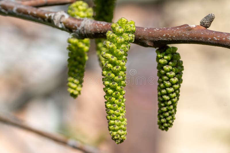Flowering of Walnut Tree - Springtime in Garden Stock Image - Image of ...