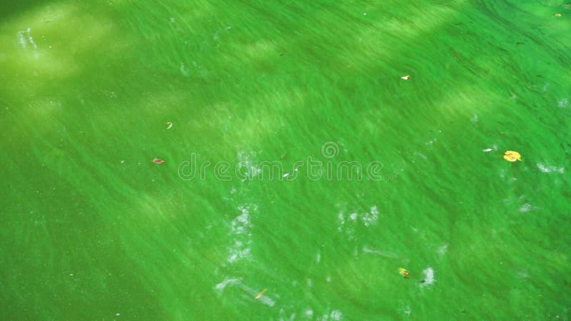 The Flowering of Water Bodies is Caused by the Massive Development of ...