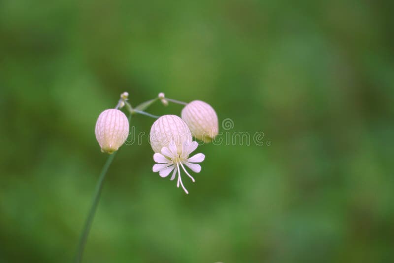 Flowering Weed on the Green Blurred Background Stock Image - Image of ...
