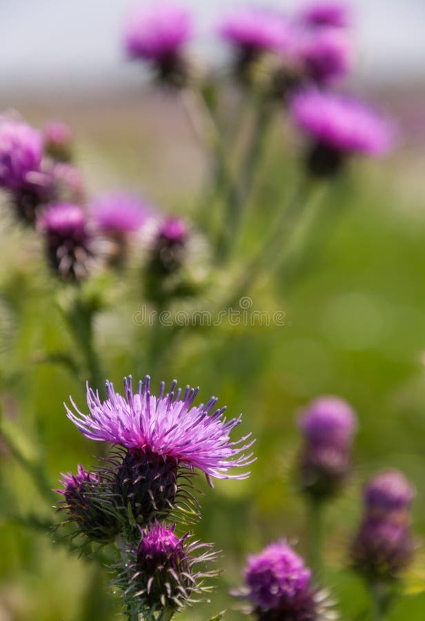 Flowering Welted thistle stock photo. Image of curled - 25077222