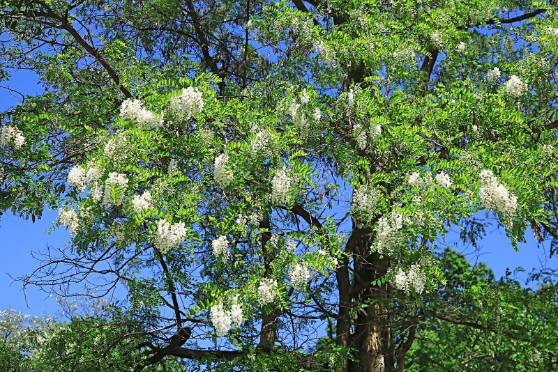 Flowering Branch on White Acacia Tree Stock Image - Image of freshness ...