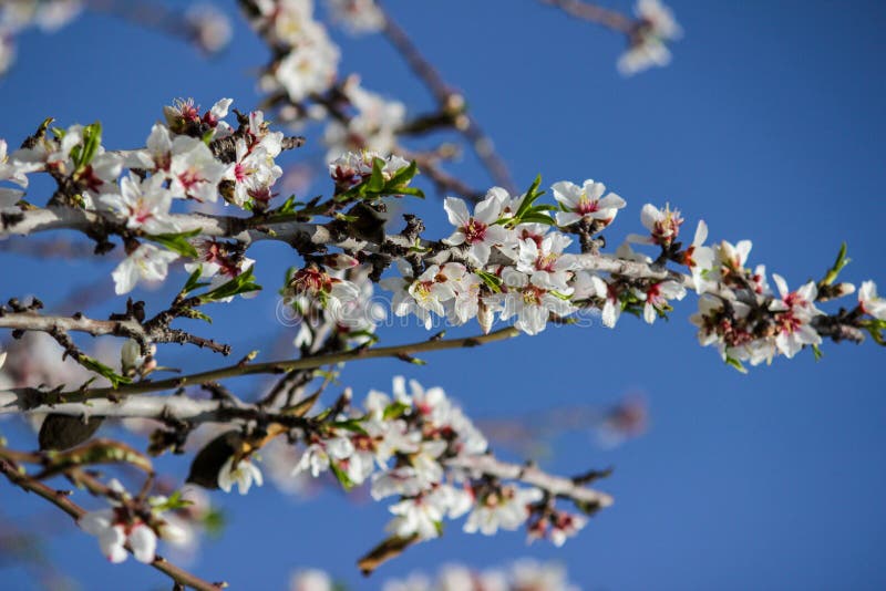 Flowering White Almond Trees Stock Photo - Image of inflorescence ...