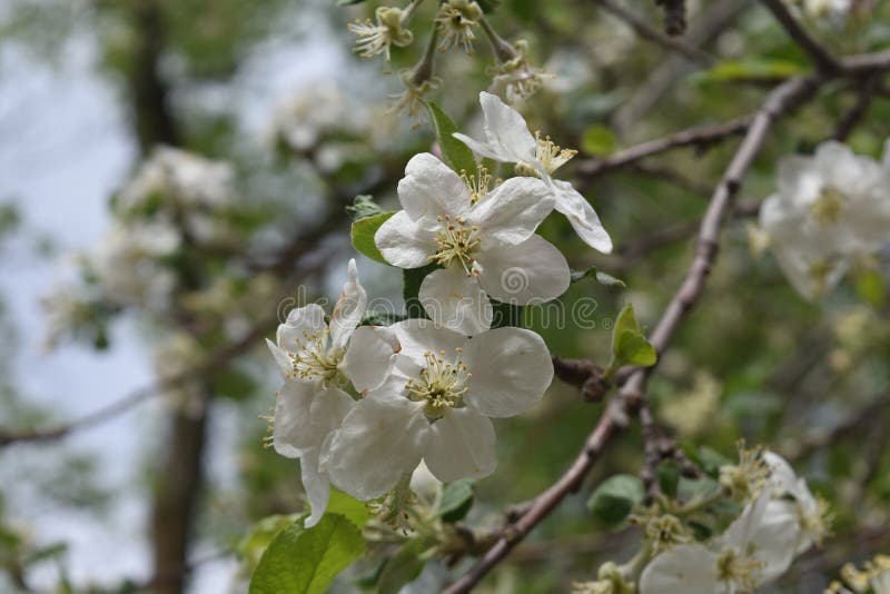 Flowering White Cherry Tree in Early Spring Stock Image - Image of ...