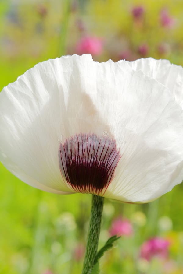 Flowering white popp stock image. Image of popp, floral - 183927257