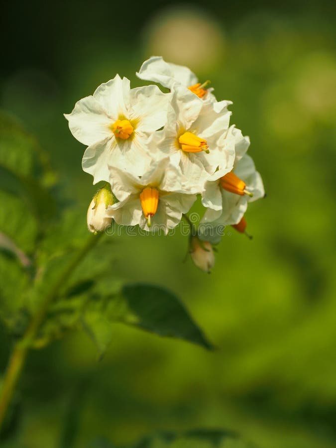 White potato bush stock image. Image of green, garden - 121509465