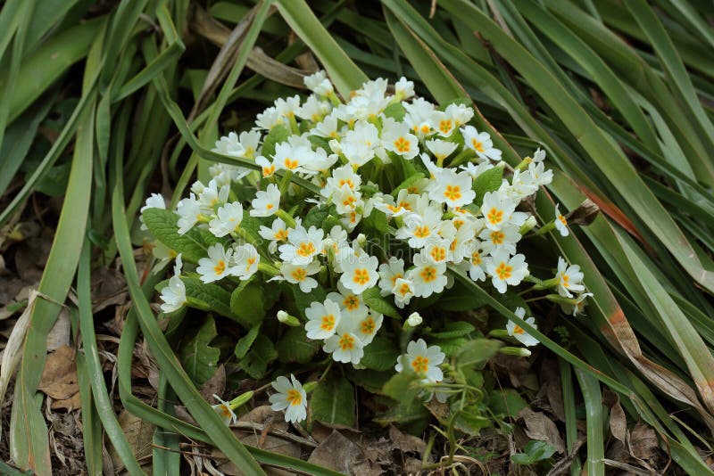 Flowering white primula stock image. Image of white, decoration - 29935407