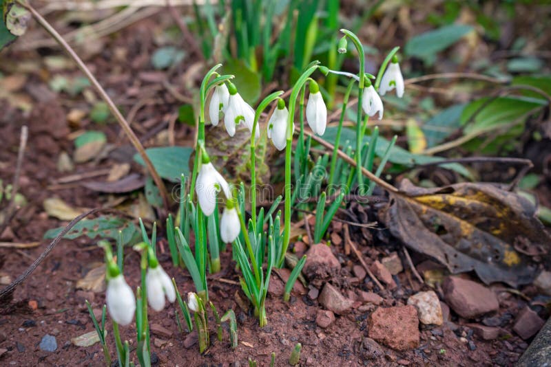 Flowering White Snowdrops Flower in Spring Garden Stock Image - Image ...