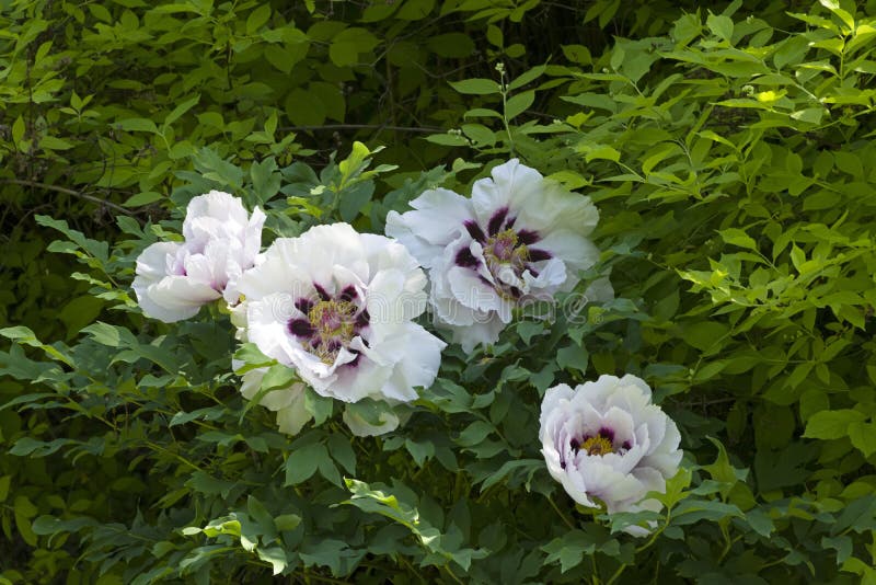 Flowering White Tree Peonies Stock Photo - Image of paeonia, tree ...