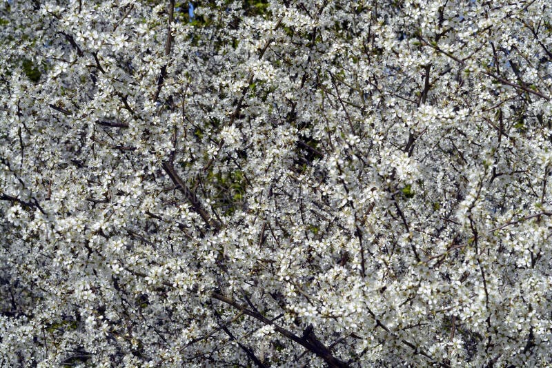 Flowering White White Blossom Prunus and Pyrus Tree Twigs in the Spring ...
