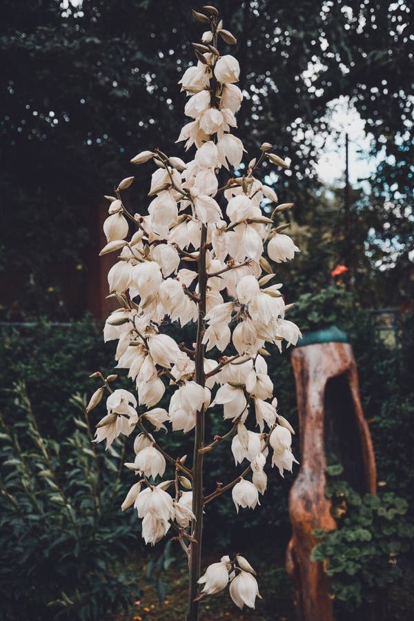 Flowering White Yucca in a Flower and Summer Garden Stock Image - Image ...