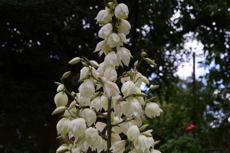 Flowering White Yucca in a Flower and Summer Garden Stock Image - Image ...