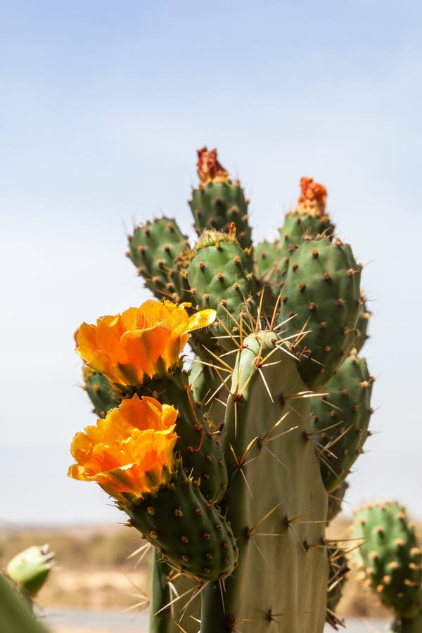 Flowering wild cactus stock photo. Image of grow, exotic - 83207650
