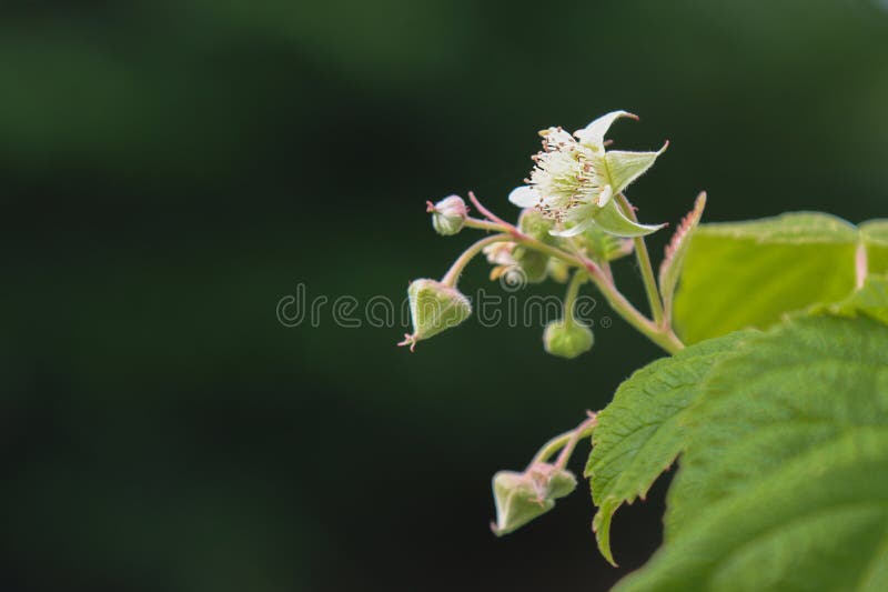 Flowering Wild Raspberry Plant Stock Image - Image of nature, focus ...