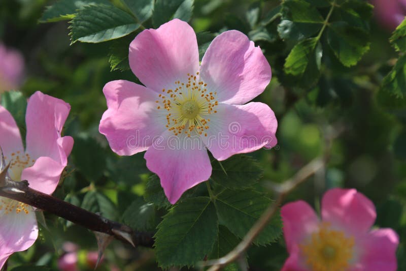 Flowering wild rose stock photo. Image of wild, rose - 310746288