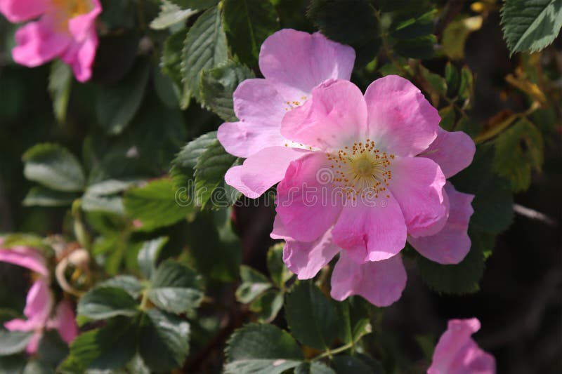 Flowering wild rose stock photo. Image of pink, field - 312168918