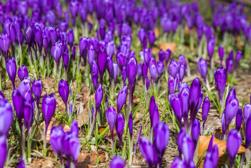 The First Greenery in the Garden in Early Spring Stock Image - Image of ...