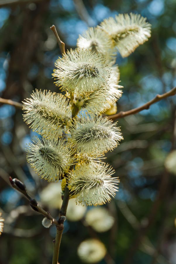 Flowering willow stock image. Image of beauty, detail - 19415273