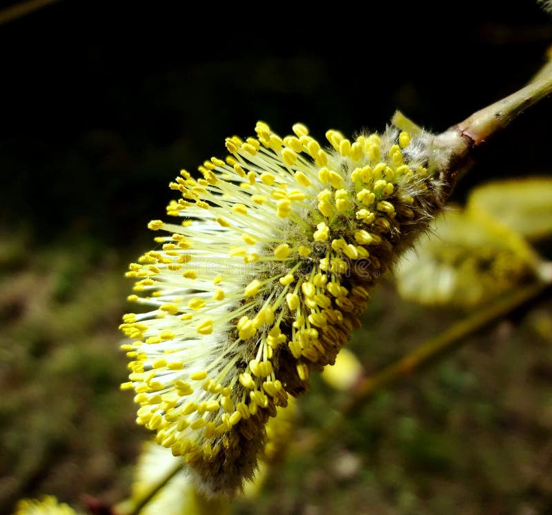Flowering willow stock image. Image of season, nature - 90354131