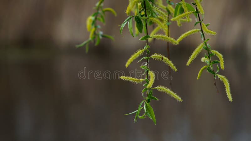 Flowering Willow Branch, Weeping Tree, Plants in Spring Stock Image ...