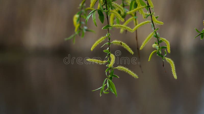 Flowering Willow Branch, Weeping Tree, Plants in Spring Stock Photo ...