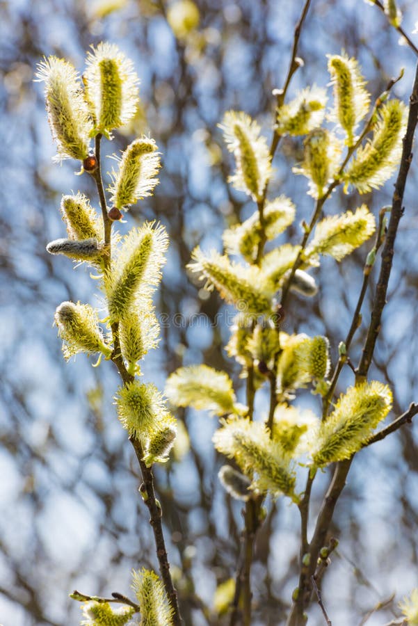 Flowering willow fluffy stock photo. Image of growth - 92403550