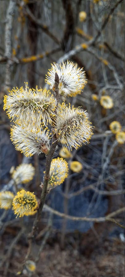 The Flowering of the Willow Sharpleaf (Salix Acutifolia). Spring ...