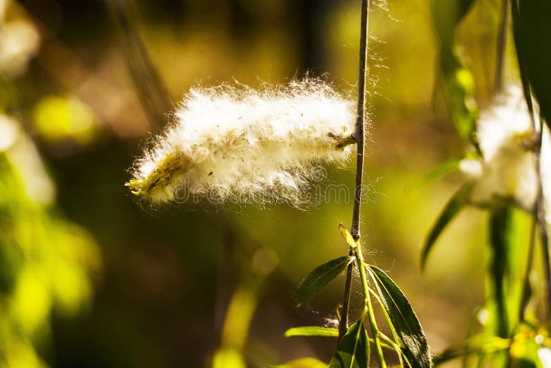 Flowering Willow. Soft Fluff Stock Photo - Image of pleasant, maintain ...