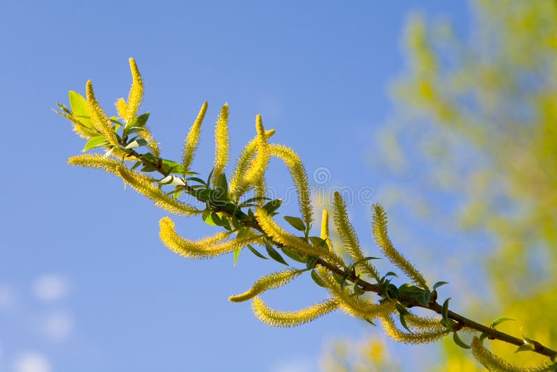 Flowering Willow in Spring in the Background Blue Sky. Stock Image ...