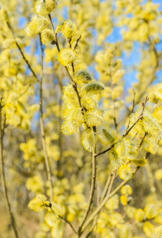 Flowering willow stock image. Image of fresh, flowers - 40326281