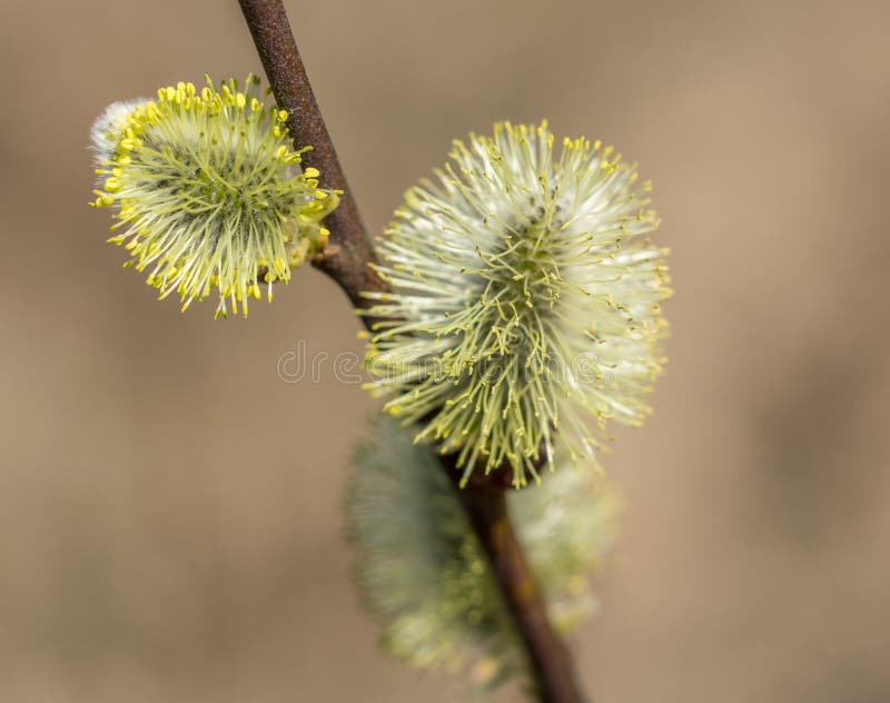 Flowering Willow Twigs on a Bright Sunny Spring Day Stock Photo - Image ...
