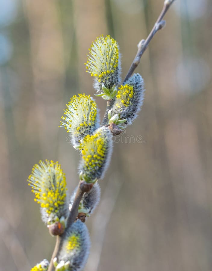 Flowering Willow Twigs on a Bright Sunny Spring Day Stock Photo - Image ...