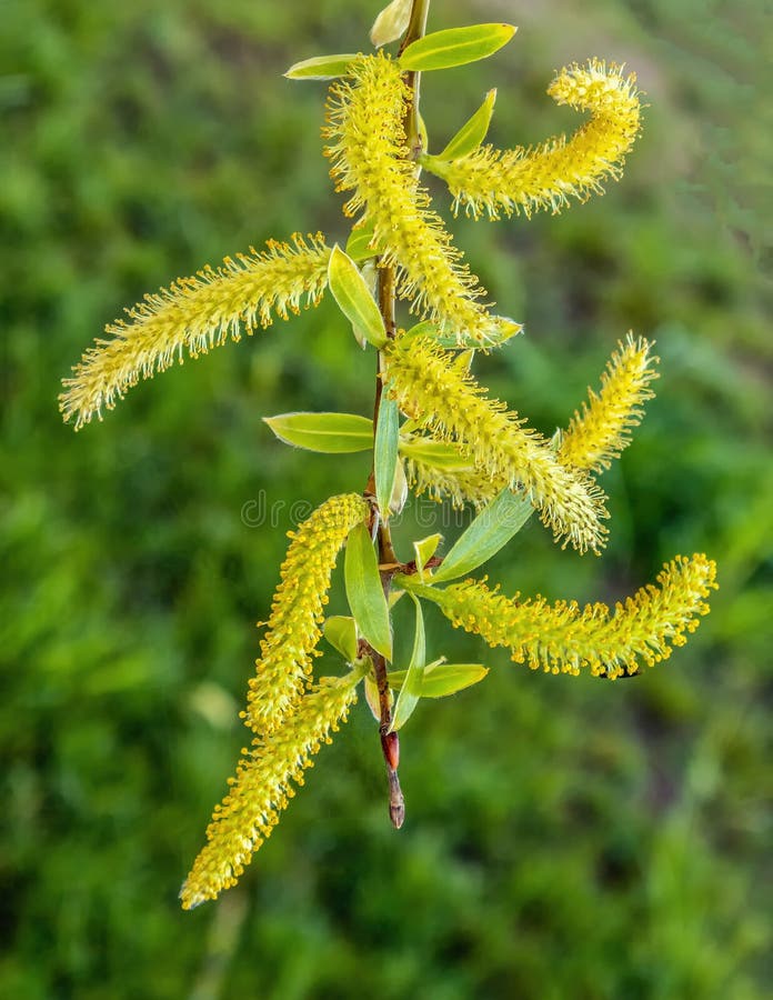 Flowering Willows with Pollen in Spring Close Up Stock Image - Image of ...