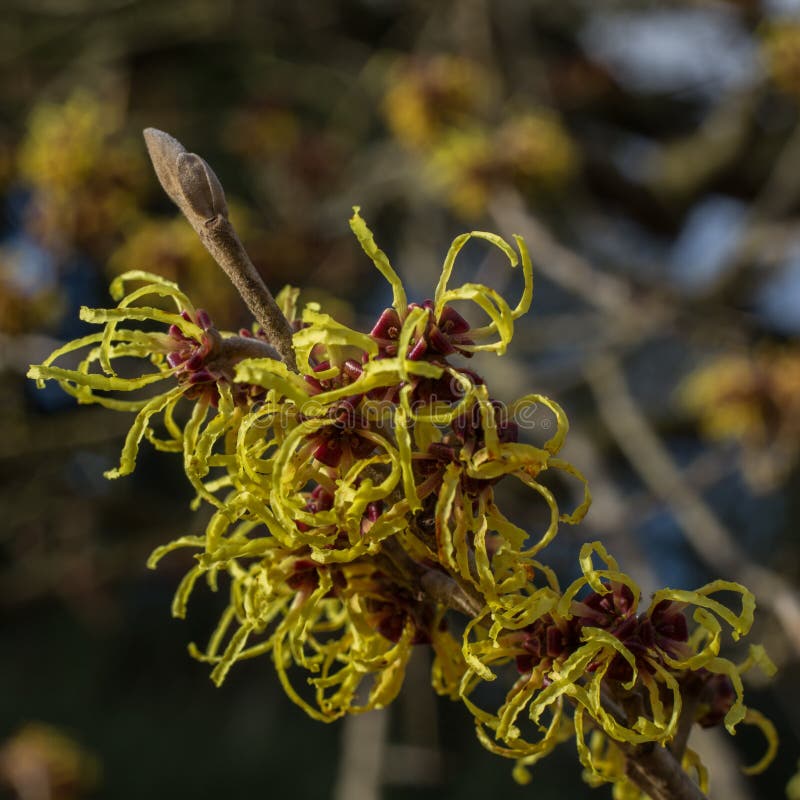 Flowering witch hazel stock photo. Image of flowers, stamen - 85794800