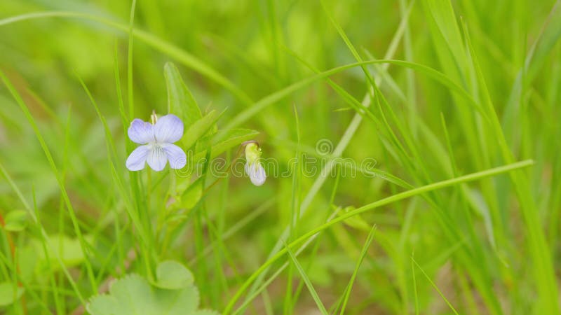 Flowering Wood Violet Viola Odorata. Viola Odorata, Flowering in Spring ...