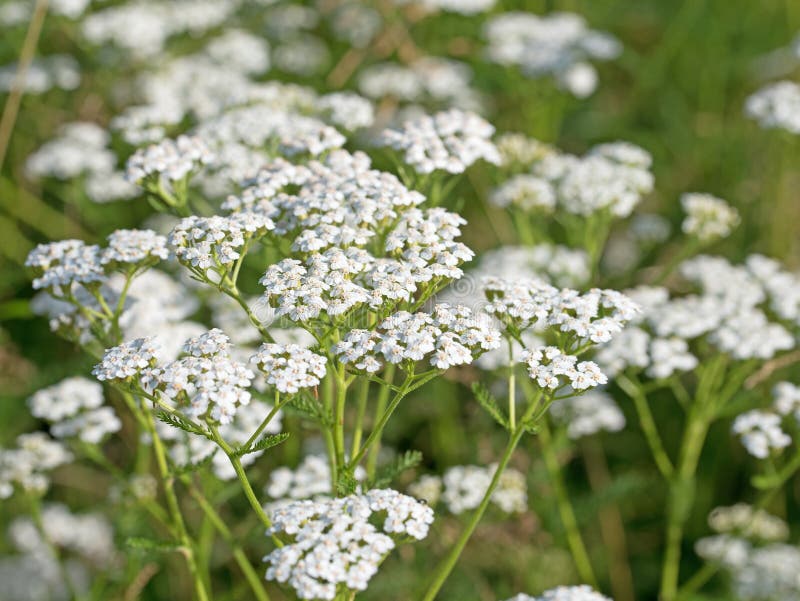 Flowering Yarrow, Achillea, Close Up Stock Image - Image of achillea ...