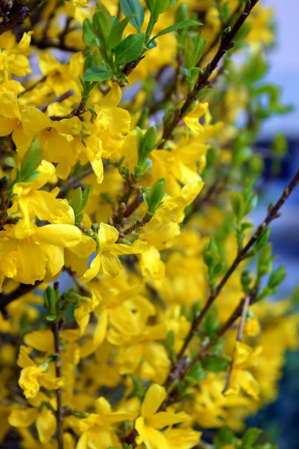 Flowering Yellow Blossoms in Spring. Stock Image - Image of petal ...