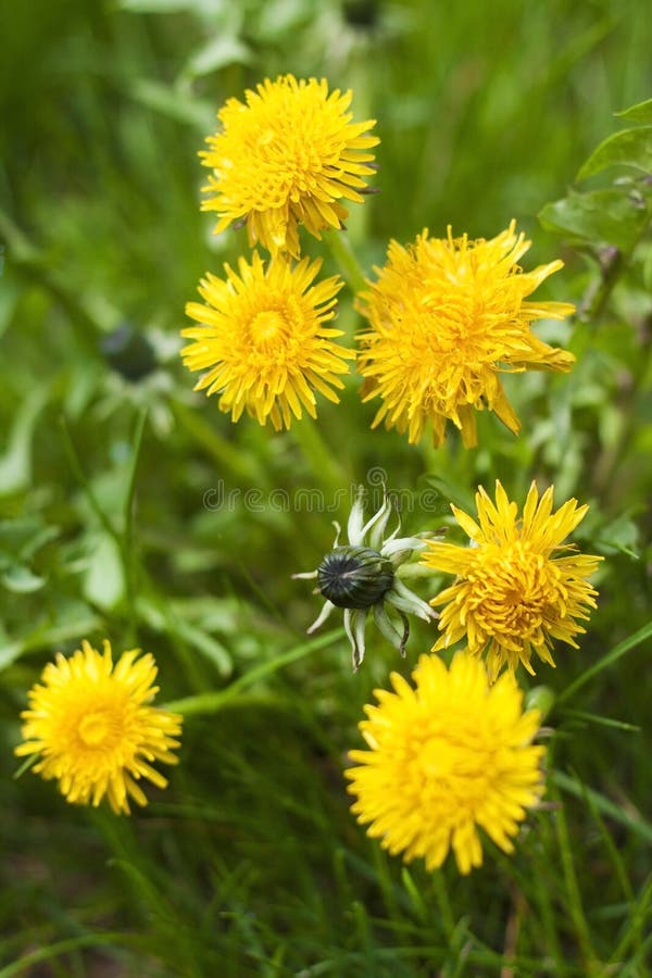 Flowering yellow dandelion stock photo. Image of petal - 40019524