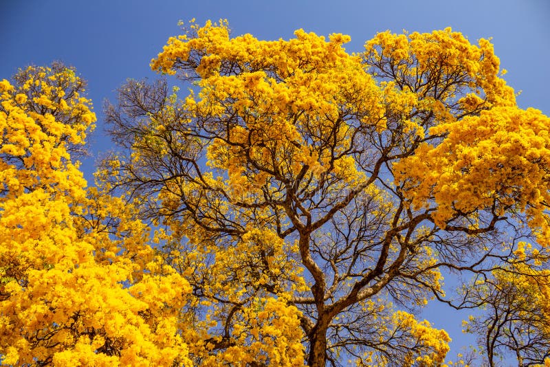 A Flowering Yellow Ipe Tree. Stock Photo - Image of flowery, beauty ...