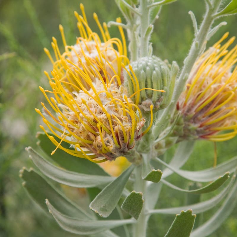 Flowering Yellow Protea Plant Stock Image - Image of exotic, natural ...