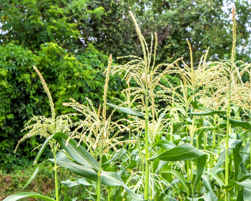 Flowering of Young Corn in the Garden. Stock Photo - Image of farm ...