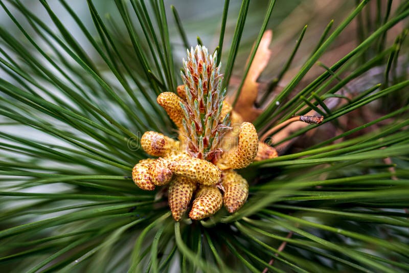 Flowering young pine cones stock image. Image of head - 273620463