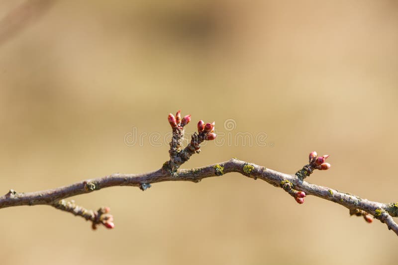 Flowering young tree. the stock photo. Image of design - 353659476