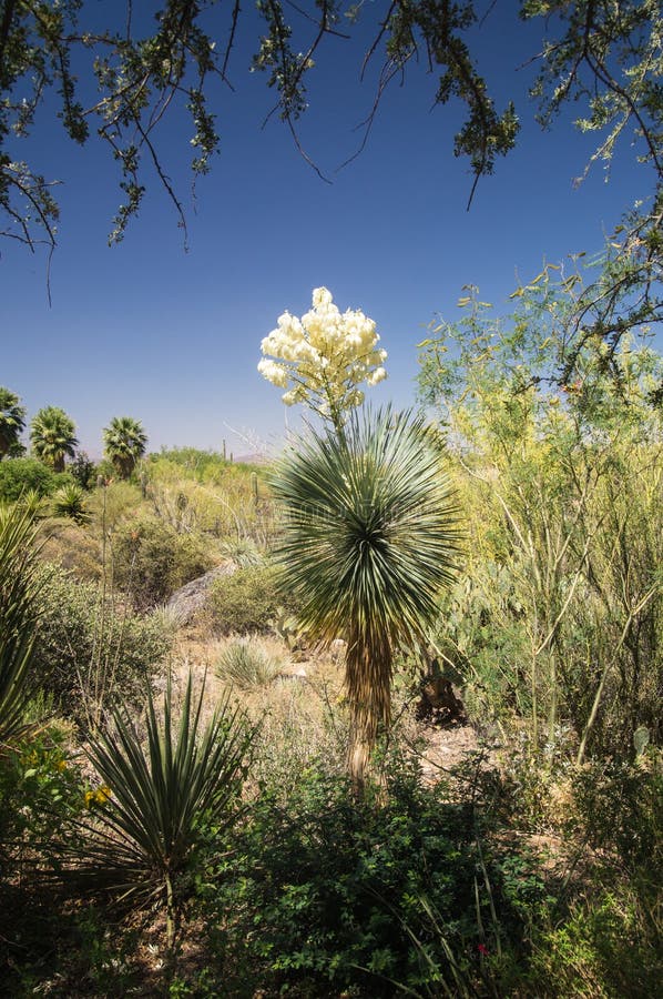 Flowering Yucca Plant stock image. Image of hardy, needle - 37363687