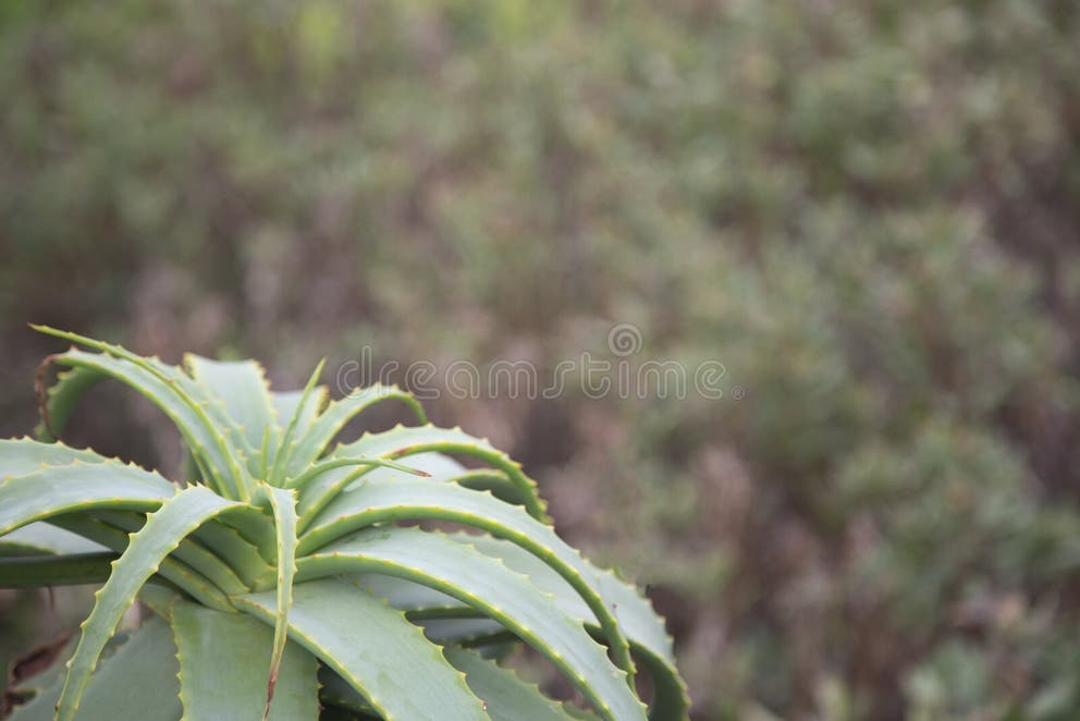 Flowerless Aloe alone stock image. Image of leaves, cacti - 120313017