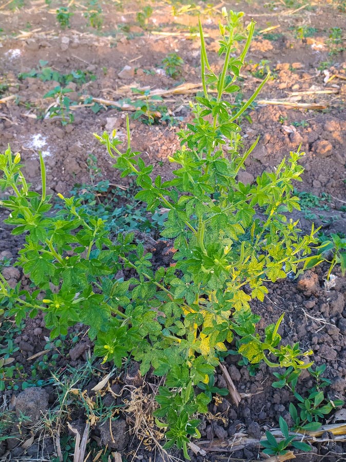 319 Flowerless Grass Stock Photos - Free & Royalty-Free Stock Photos ...