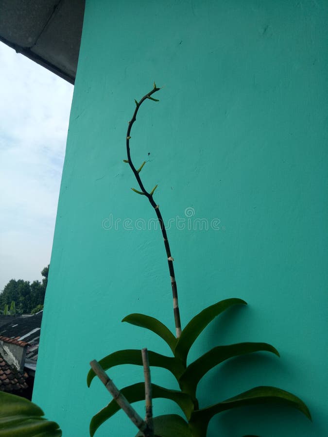 319 Flowerless Grass Stock Photos - Free & Royalty-Free Stock Photos ...