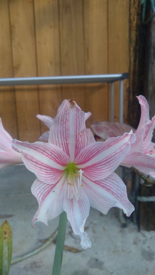 Flowerpink Trumpet Flowers that Thrive in Soil in Pots Stock Image ...