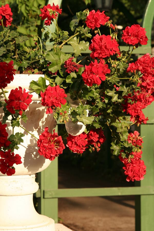 Colours of Italy geraniums stock photo. Image of floral - 5467948