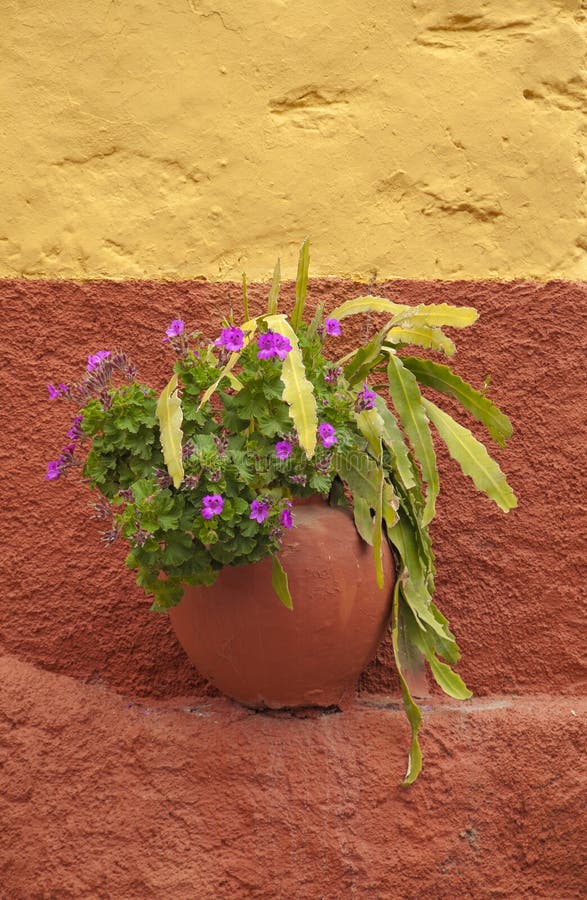 Flowerpot with geranium stock photo. Image of small - 118338066