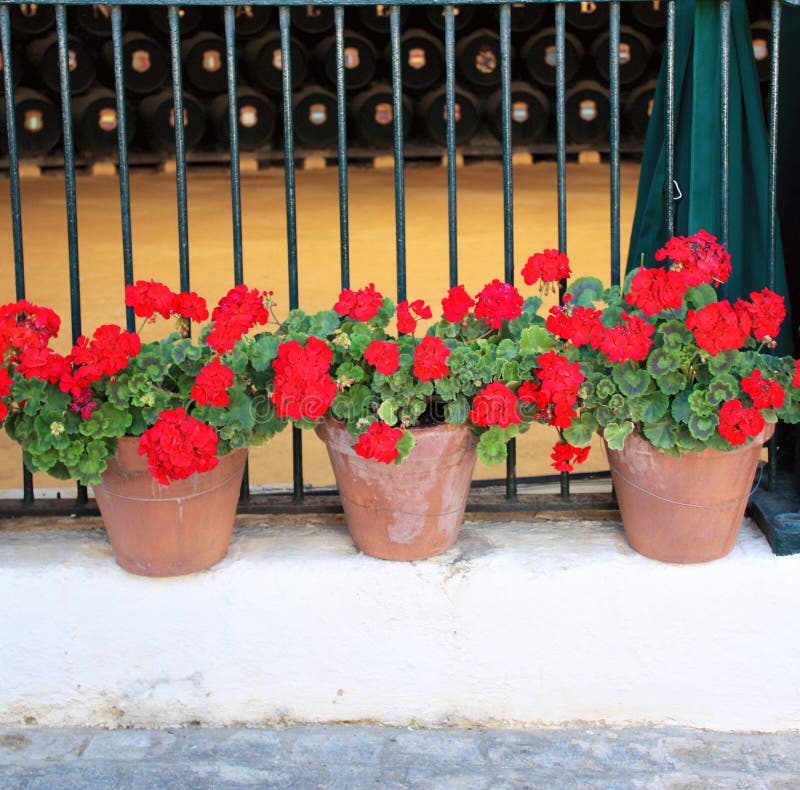 Colours of Italy geraniums stock photo. Image of floral - 5467948